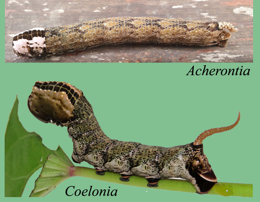 Diario de Sphingidae (Hawkmoths) of southern Africa · iNaturalist Mexico