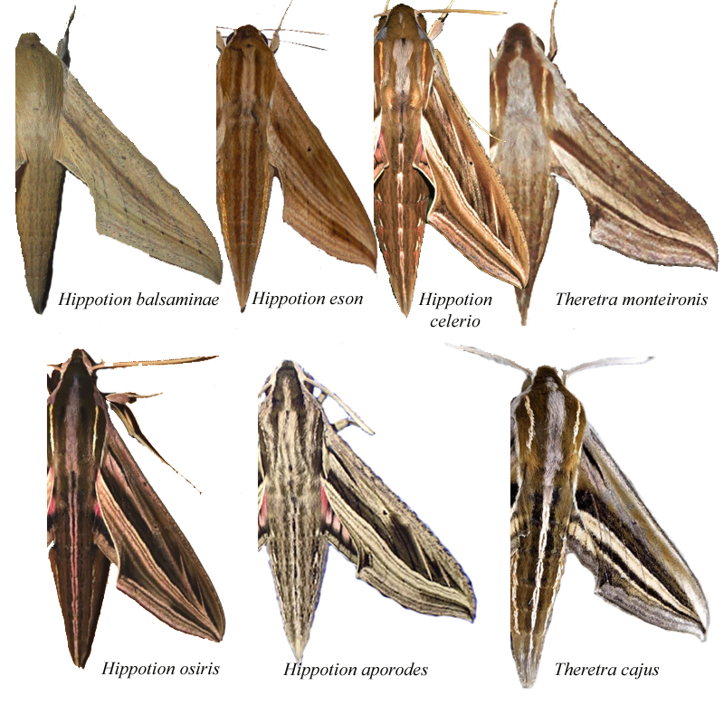 The large striped brown adult hawk moths of southern Africa ...